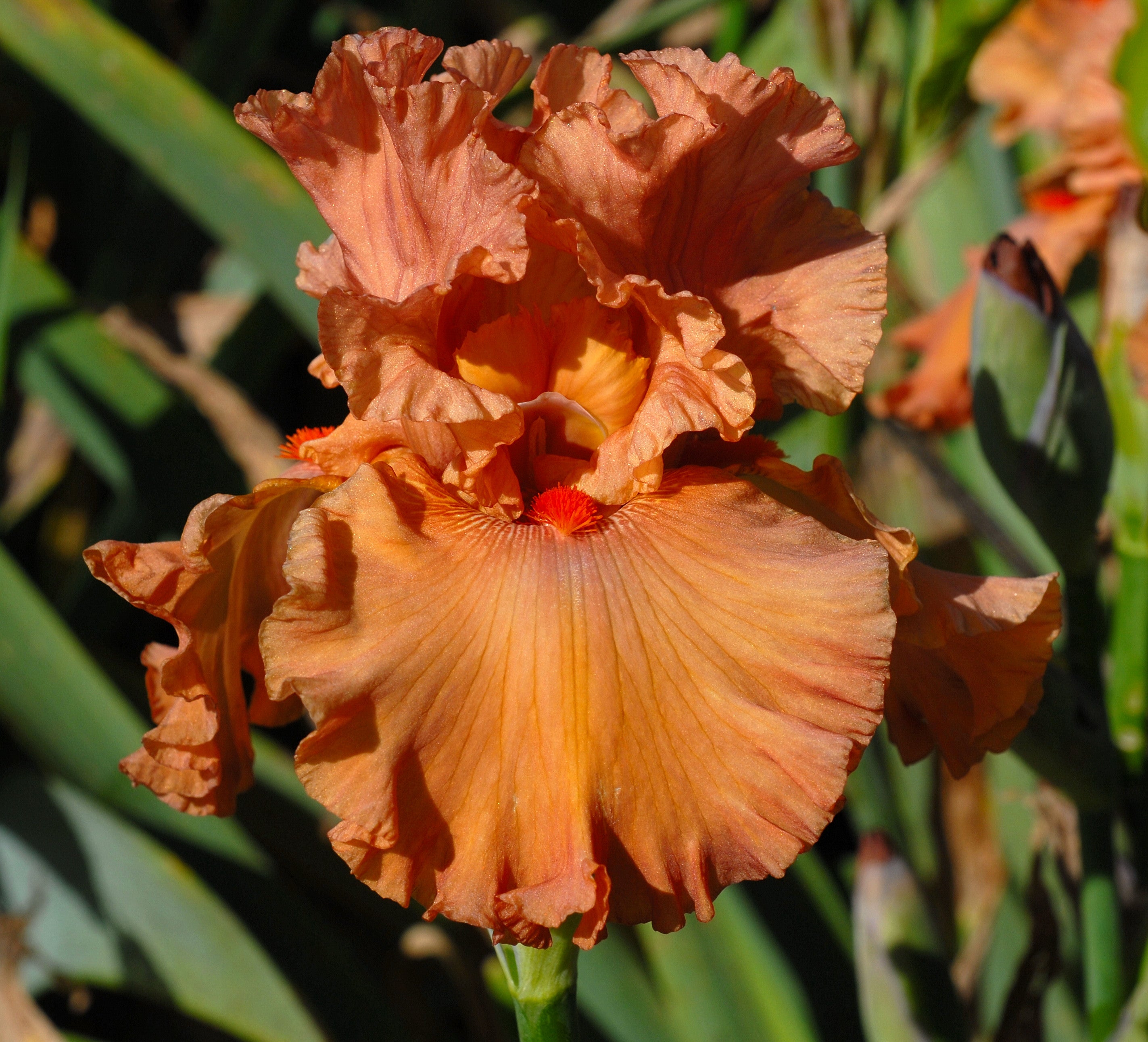 Rusty Taylor Lus Ealain Iris