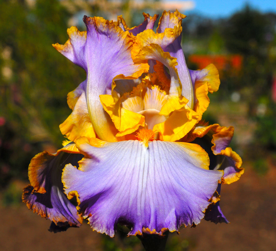 hybridized iris nursery plants central west plant shop – Lus-ealain iris