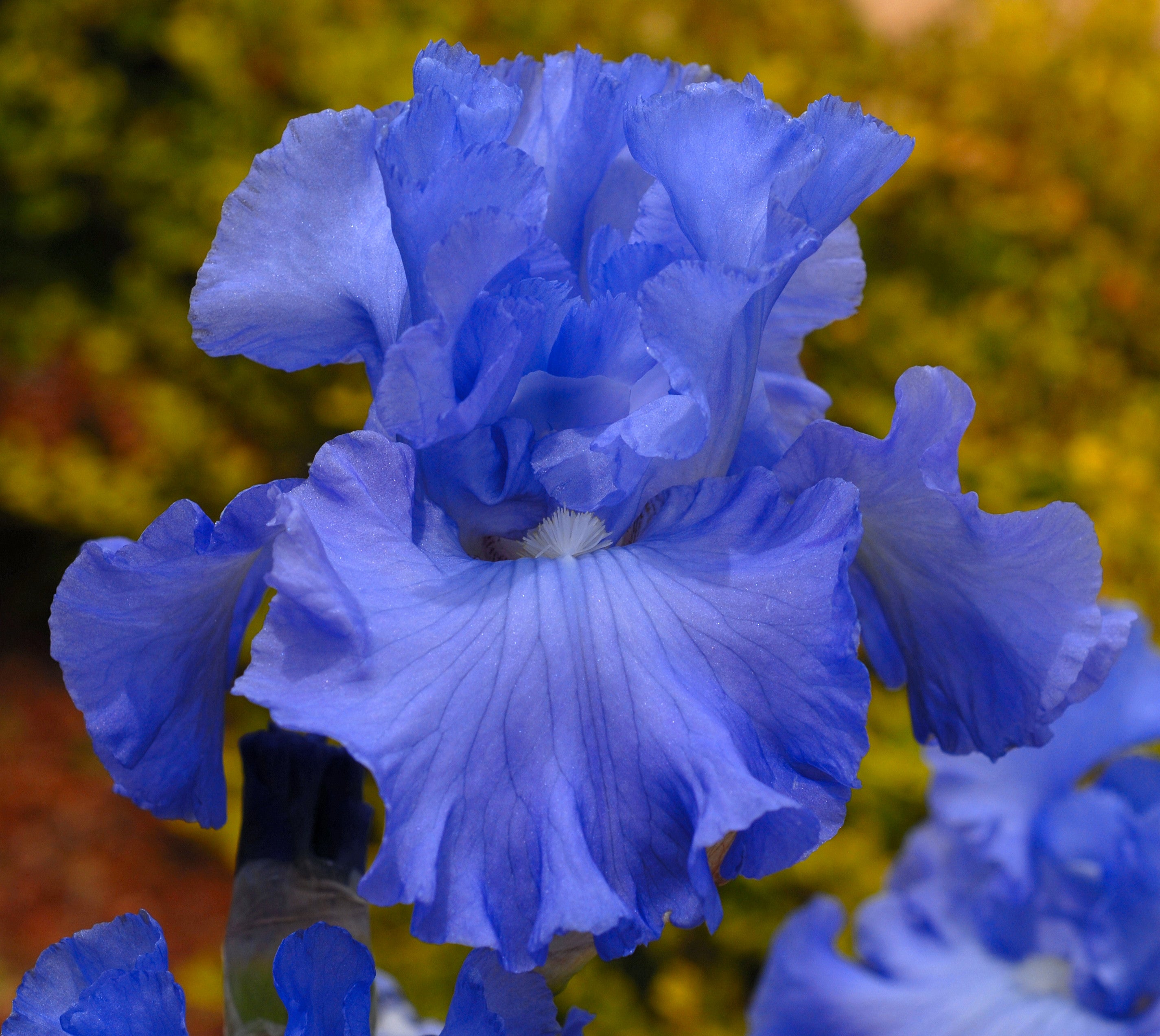 DELTA BLUES – Lus-ealain iris